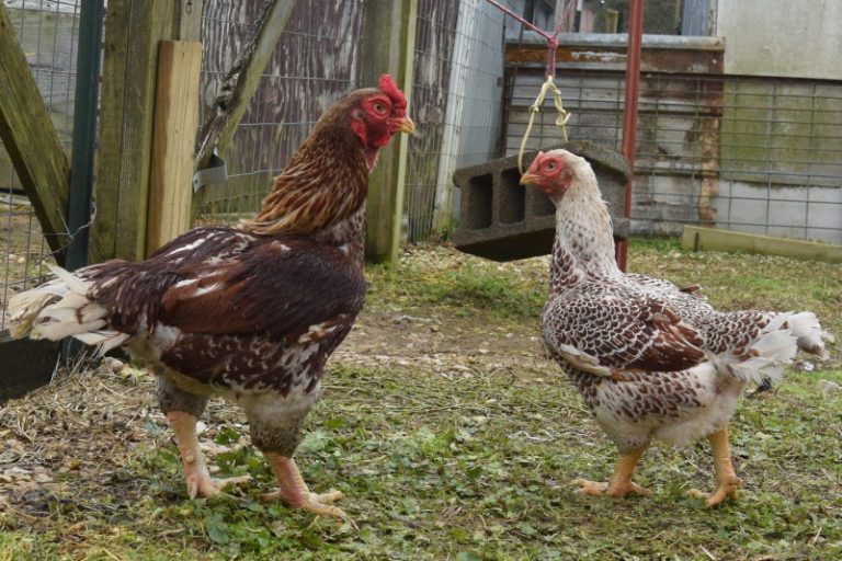 Cornish Chicken - Breed Profile - Backyard Poultry